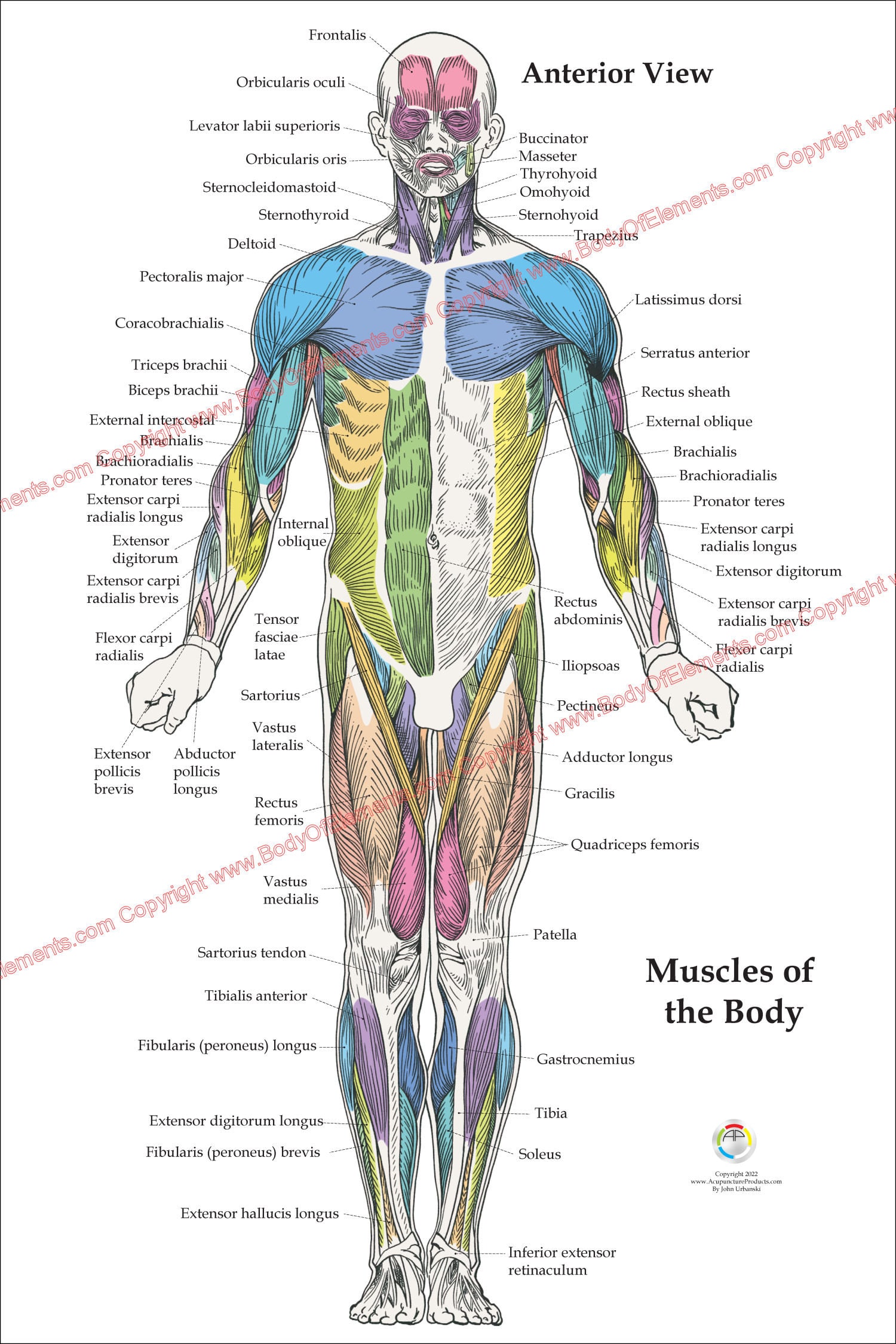 Anatomie Humaine Muscles