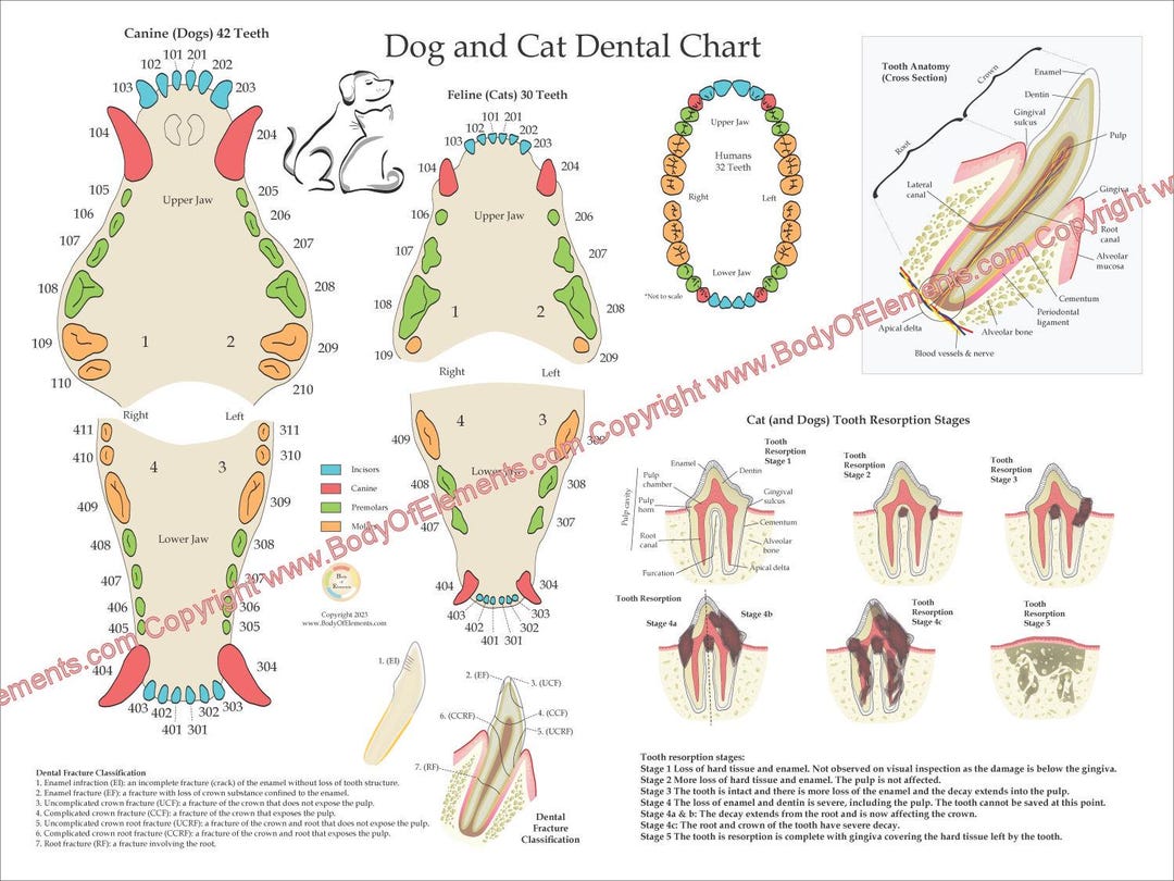 Dog and Cat Veterinary Dental Tooth Numbering System Poster Wall Chart ...