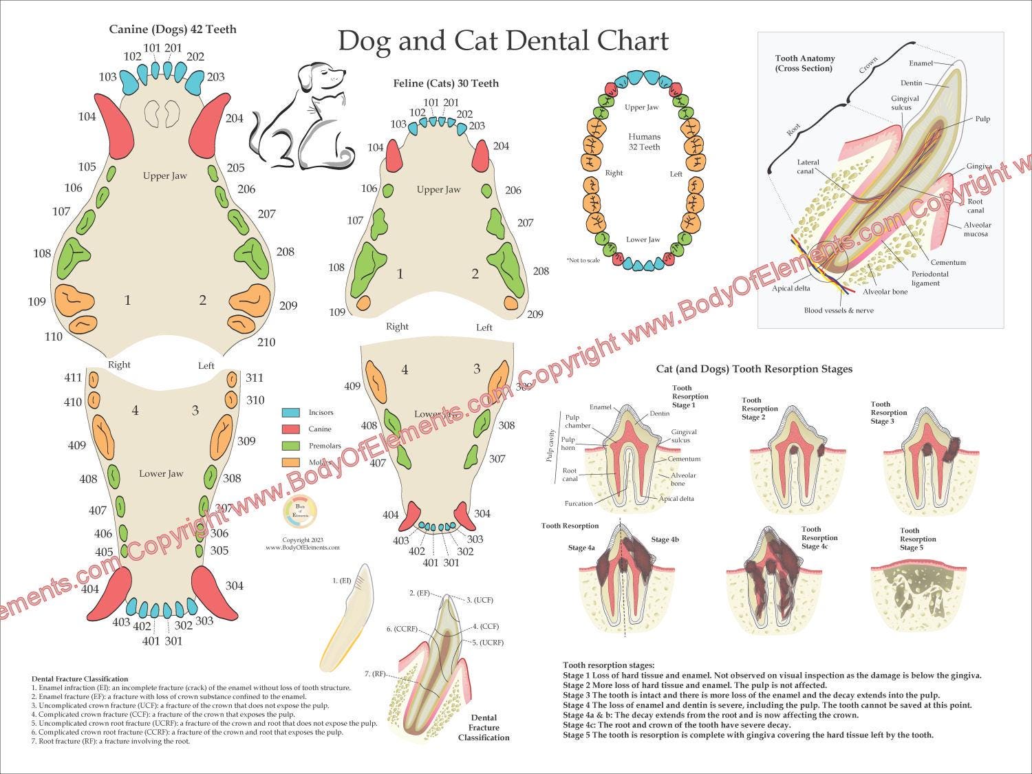 Veterinary Dental Numbering System 110+ Canine Dental Chart Stock