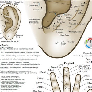 Acupuncture Microsystem Poster Hand Ear Auriculotherapy Foot TCM Chart ...