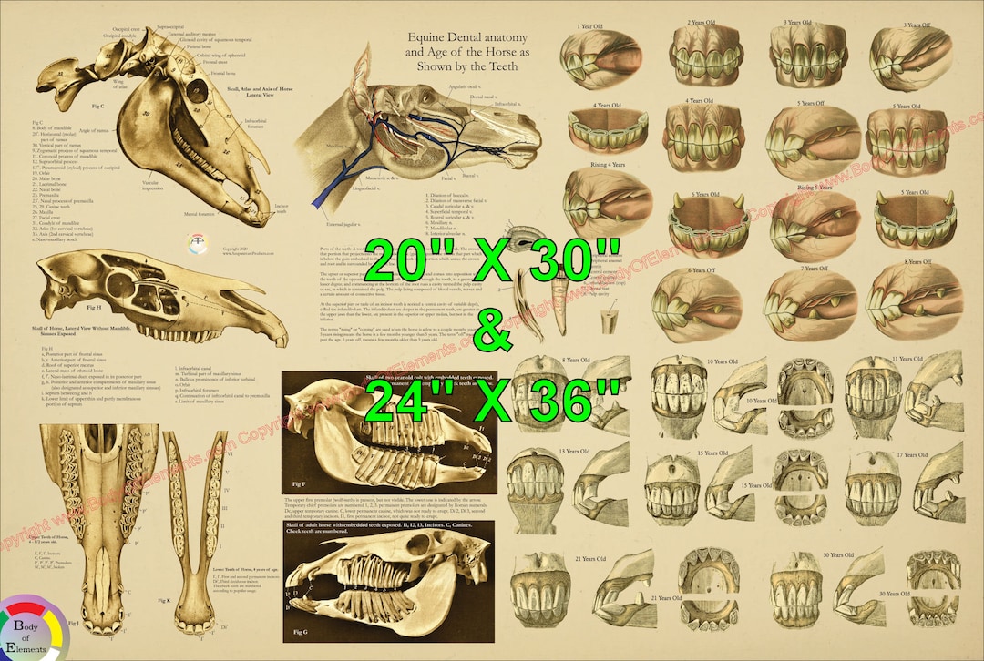 Equine Dental Anatomy Age of Horse by Teeth Poster Veterinary ...