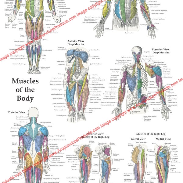 Muscle Group Poster - Etsy
