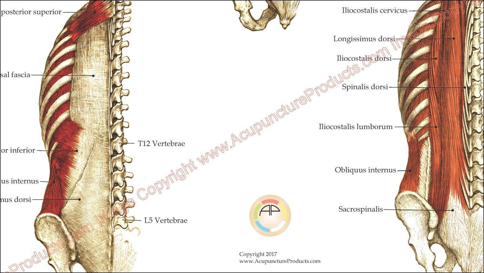 Deep and Core Stabilizing Muscle Anatomy Poster Anatomical Wall Chart ...