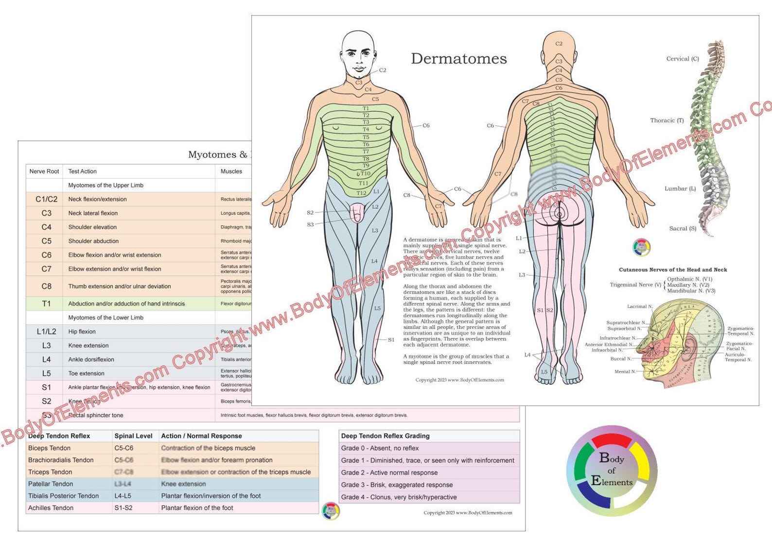 Set of 2 Charts Dermatomes Myotomes Chiropractic Nerves Medical ...