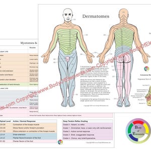Set of 2 Charts Dermatomes Myotomes Chiropractic Nerves Medical ...