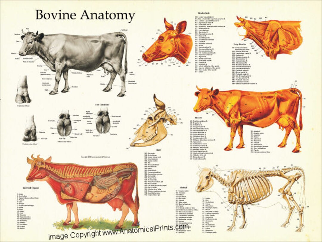 Koe Anatomie Poster Wandkaart 18 X 24 - Etsy Nederland