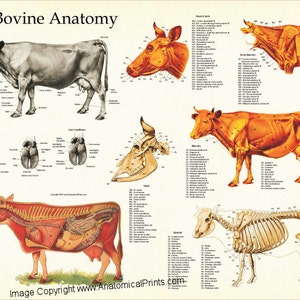 Póster de anatomía del pie esquelético del músculo de la vaca - Etsy México