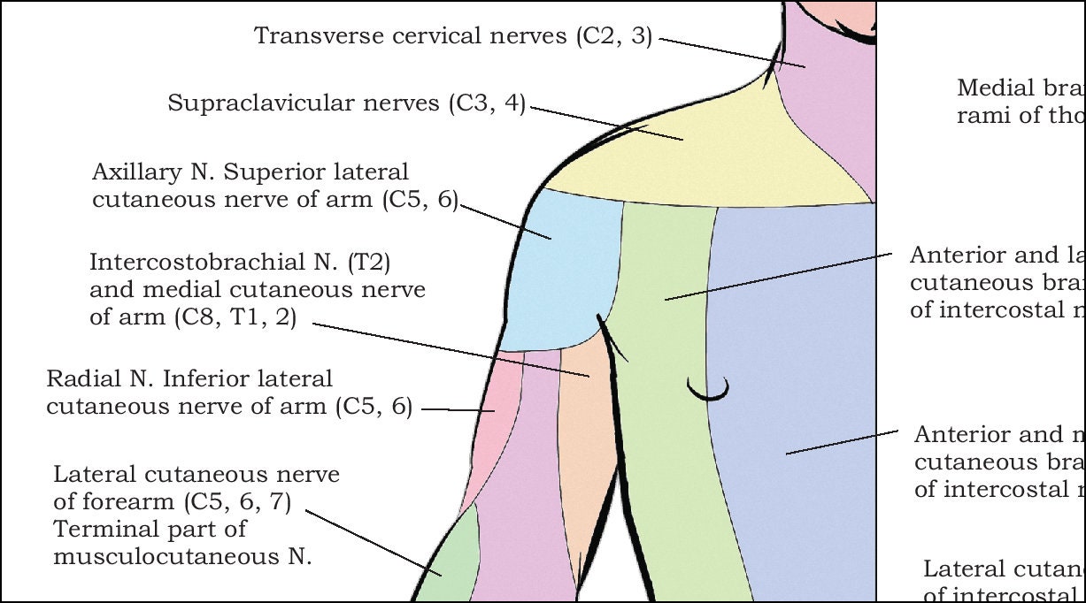 Cutaneous Innervation of Peripheral Nerves Chiropractic Poster - Etsy ...