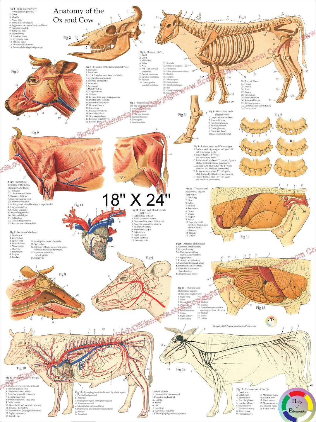 Cow Skeletal Muscle Anatomy Poster Wall Chart 18" X 24", 20" X 30", 24 ...