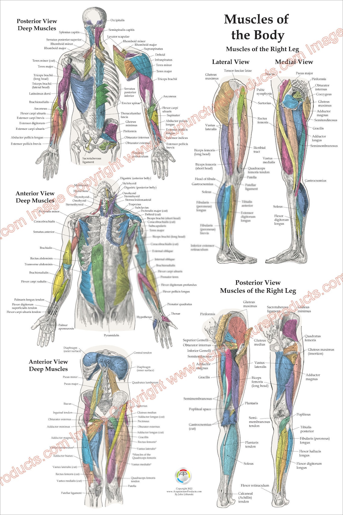 3 Human Muscle Anatomy Poster Anterior Posterior and Deep - Etsy