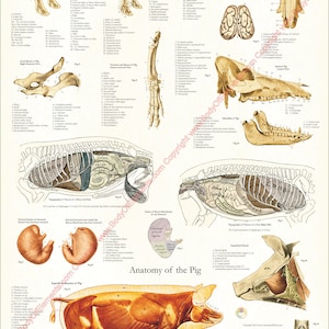 Pig Anatomy Poster Veterinary Anatomical Muscular Skeletal Wall Chart ...