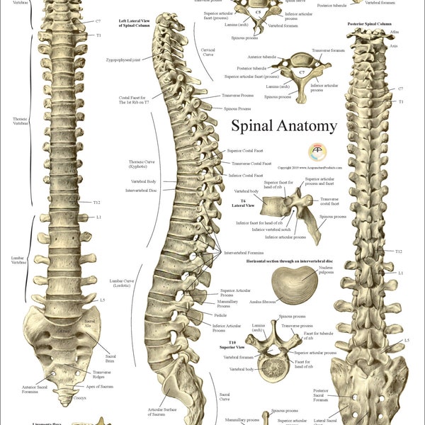 Spanish Anatomy Poster - Etsy