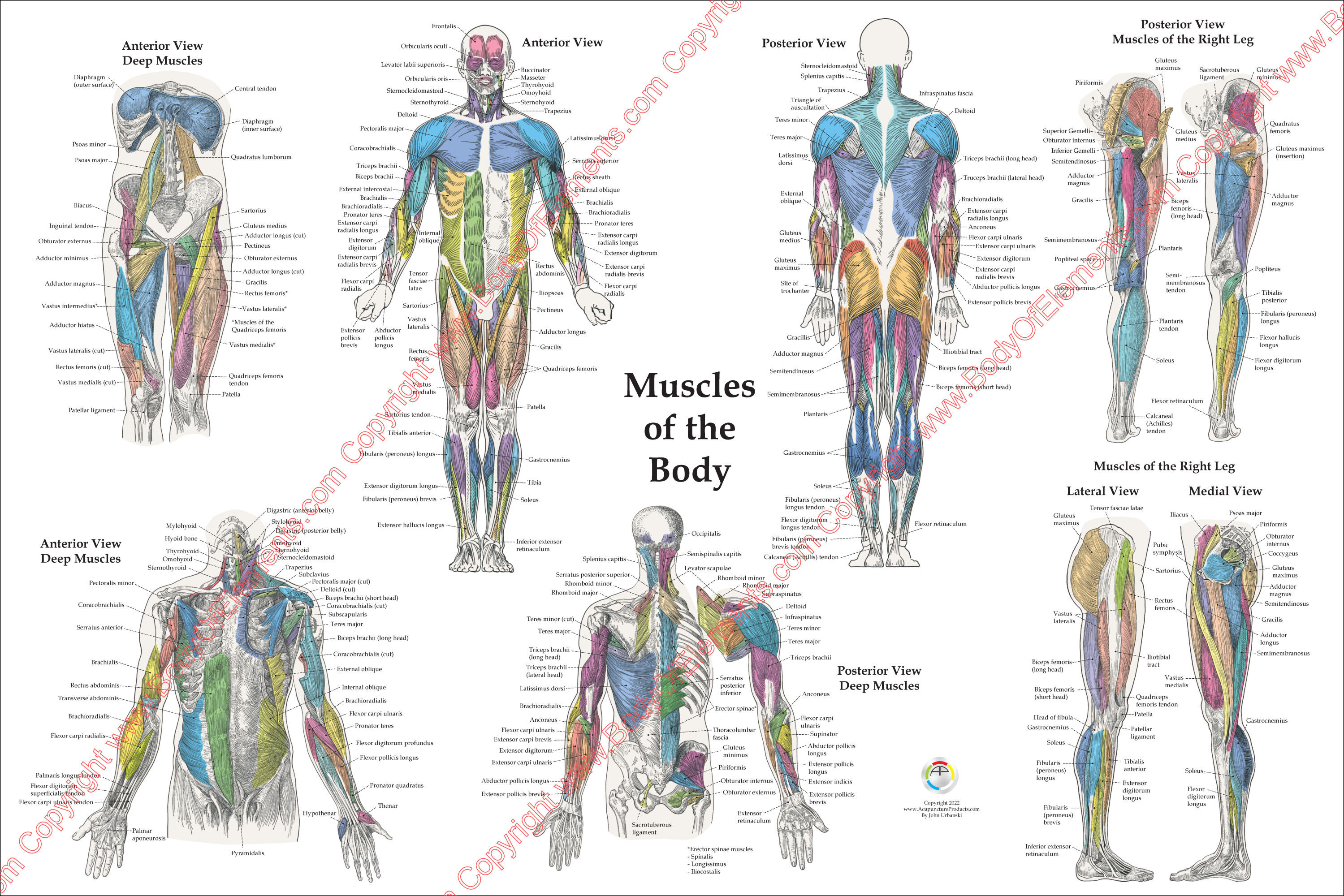 Anterior And Posterior Muscles Of The Body