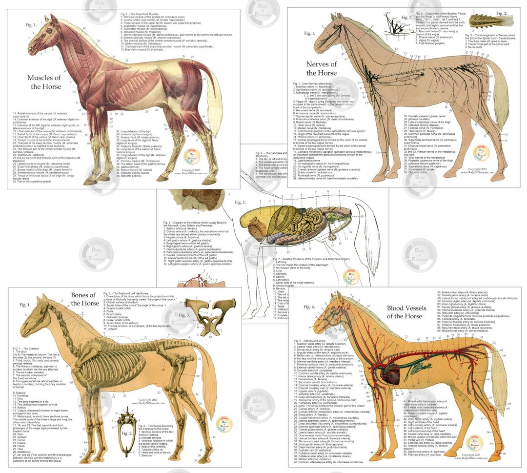 Horse Anatomy Study Charts Set 8.5" X 11" Laminated Skeletal Muscles ...