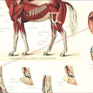 Horse Muscle Internal Skeletal Anatomy Poster 18" X 24" Equine ...