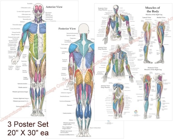 Human Body Muscle Chart