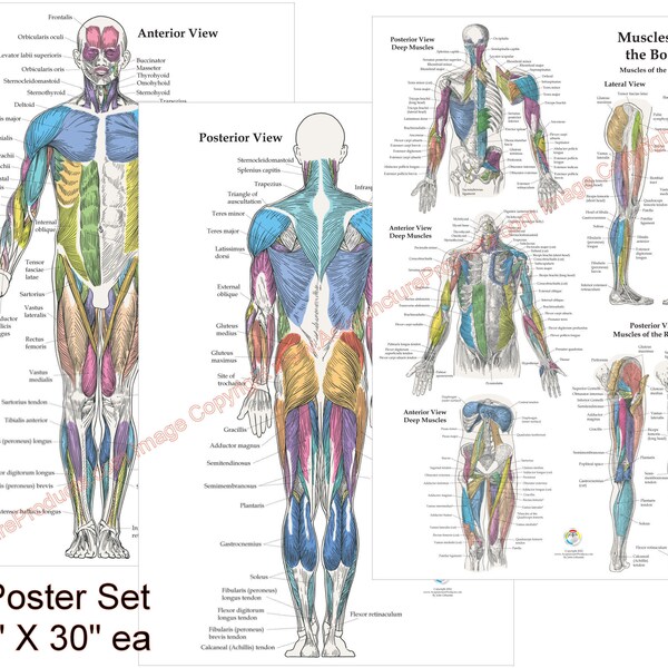 Anatomy Poster Large - Etsy