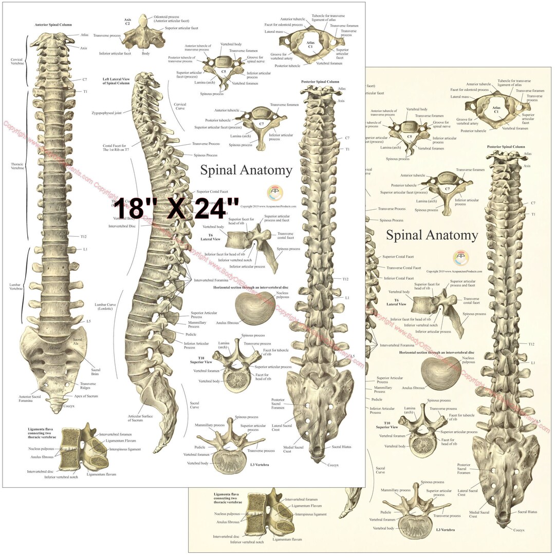 Spinal Column Vertebrae Anatomy Poster 18 X 24 Spine Wall Chart in ...