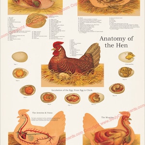Chicken Hen Muscle Skeletal Anatomy Poster Veterinary Wall Chart Paper ...