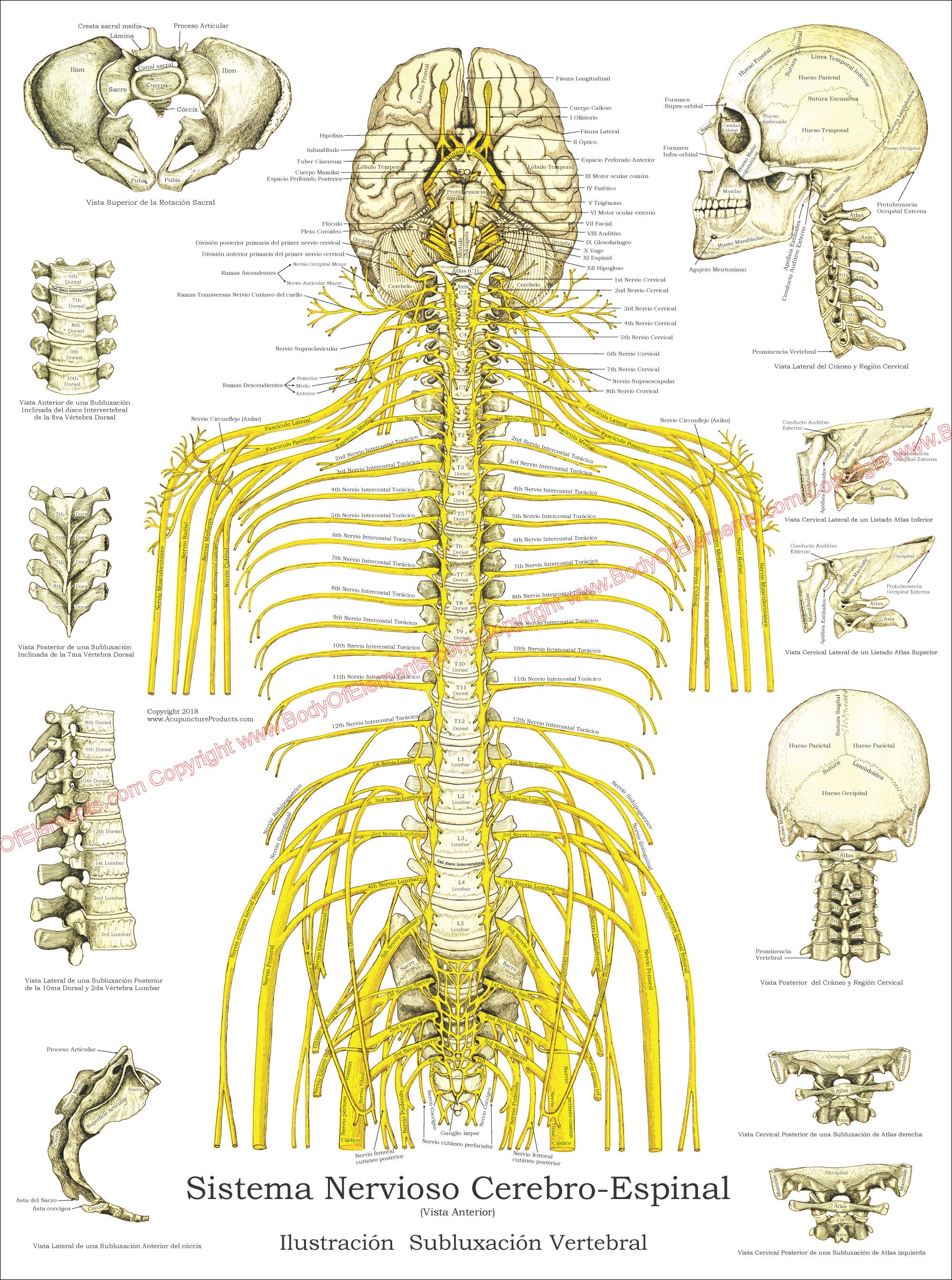 Cervical Spinal Nerves Diagram