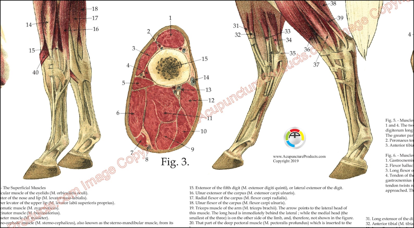 Horse Muscle Veterinary Anatomy Poster Wall Chart 18 X - Etsy