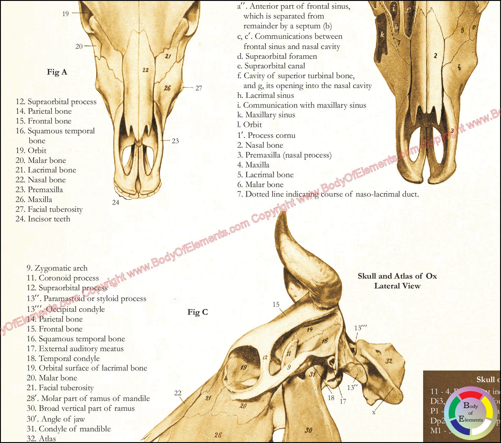 Cow Skull Anatomy