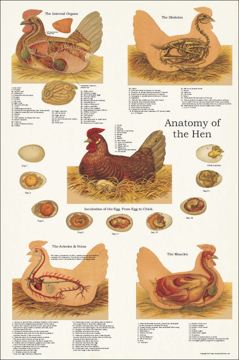 Chicken Hen Muscle Skeletal Anatomy Poster 20 X 30 - Etsy