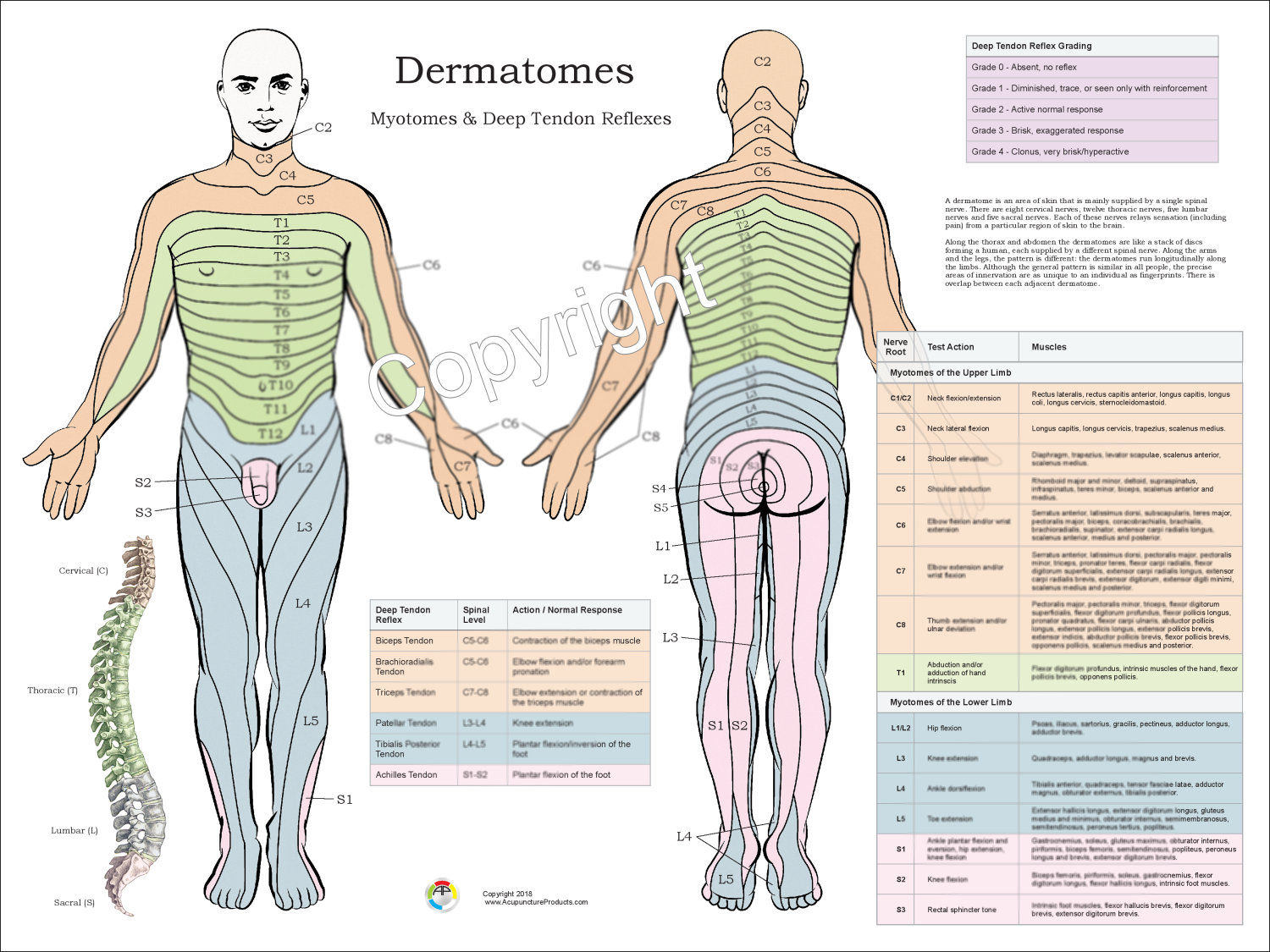 Dermatomen Myotomes en DSTK poster 18 X 24 Chiropractie | Etsy