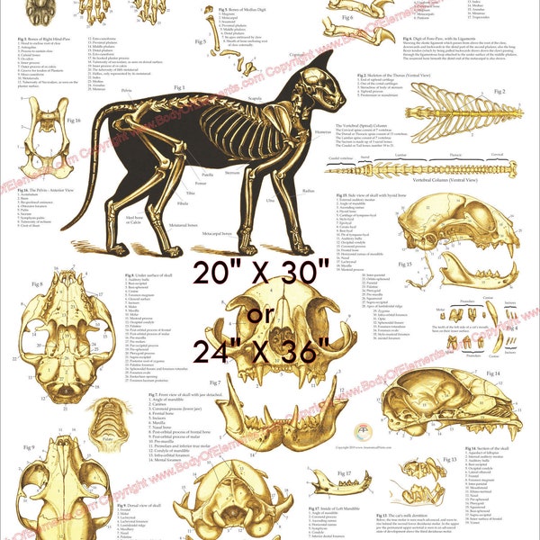 Skeletal Anatomy Chart Poster - Etsy