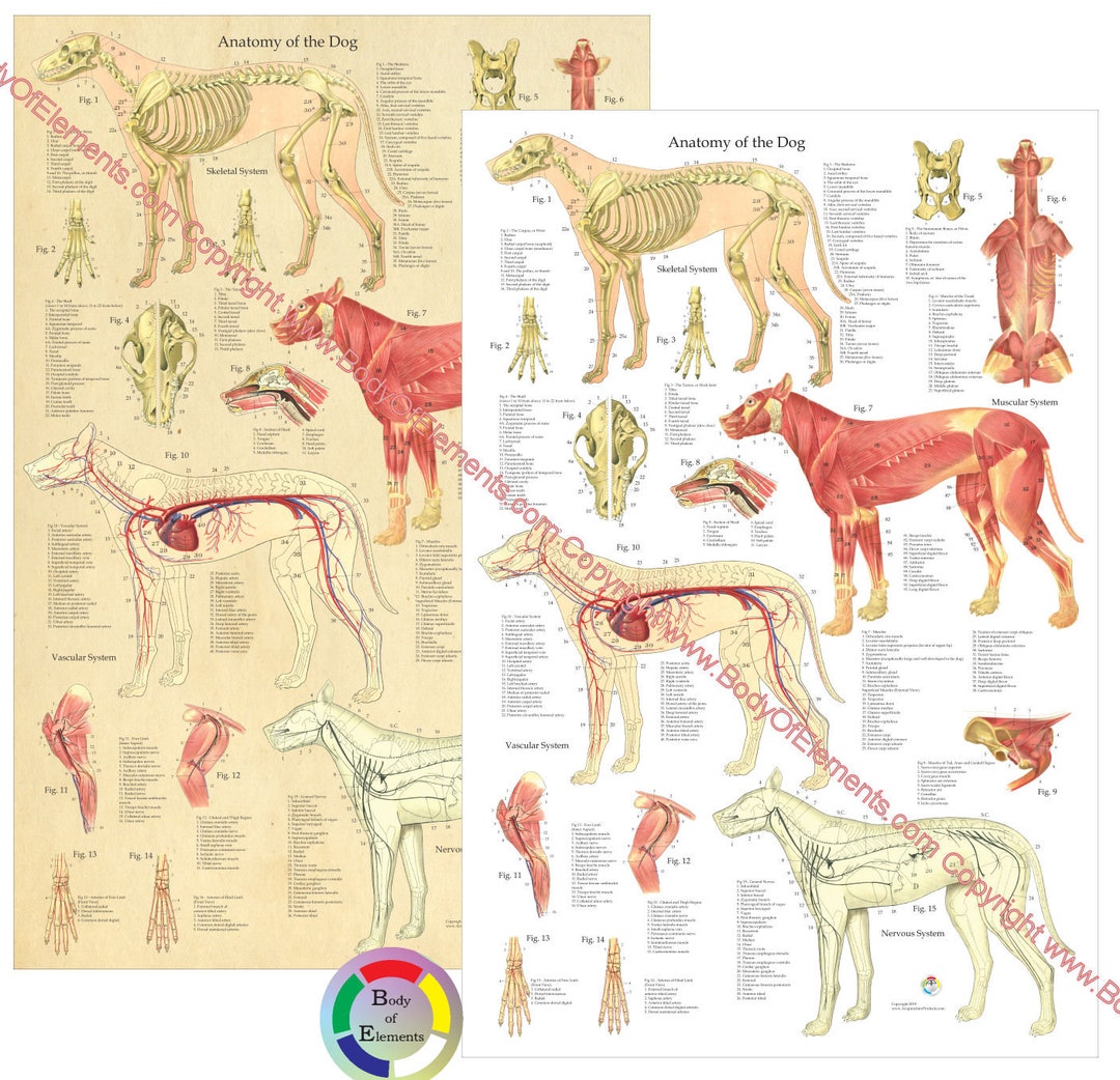 Dog Muscle Skeletal Nerves Anatomy Poster Canine Veterinary Anatomical ...