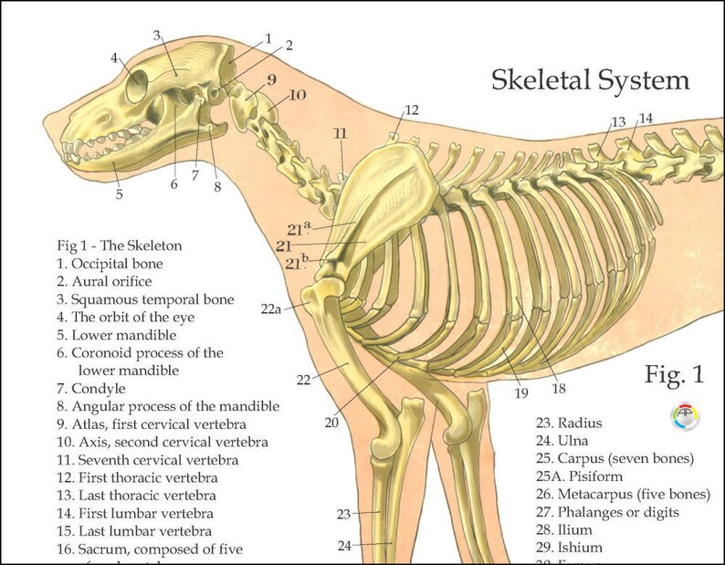 Dog Muscular Skeletal Nerves Canine Anatomy Poster 18 X - Etsy Australia