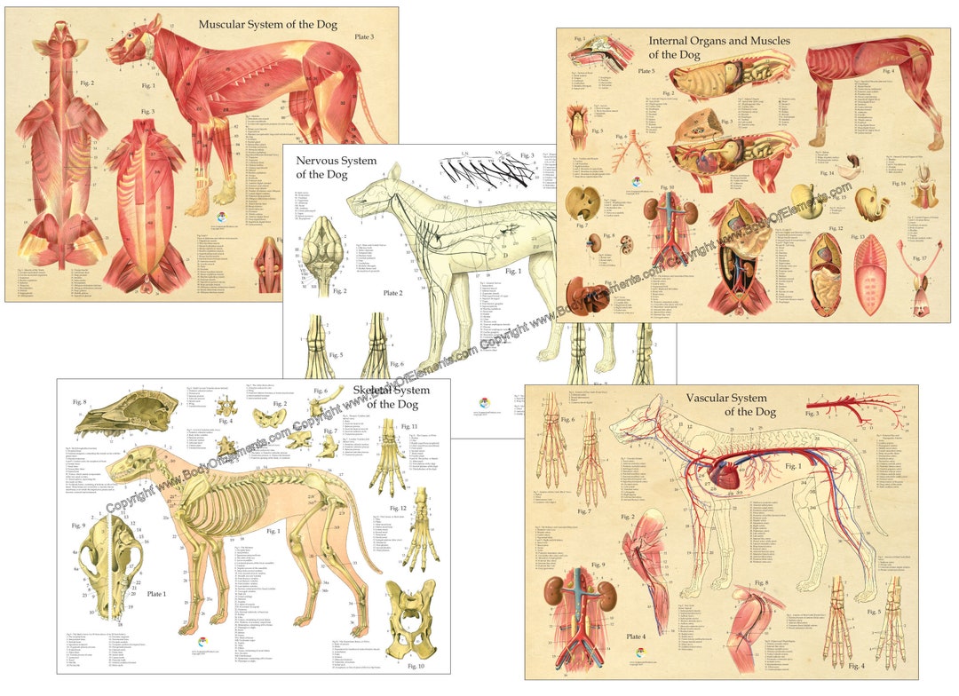 5 Dog Muscular Skeletal Nerves Canine Anatomy Posters 18 X 24 ...