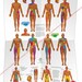 Sclerotome Visceral Pain Referral Chiropractic Poster 18" X 24 ...