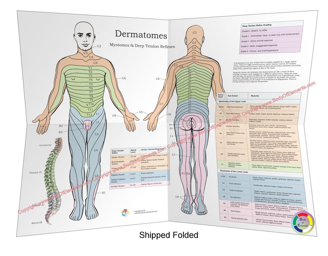 Dermatomes, Myotomes and DTR Nervous System Poster 18 X 24 Chiropractic ...