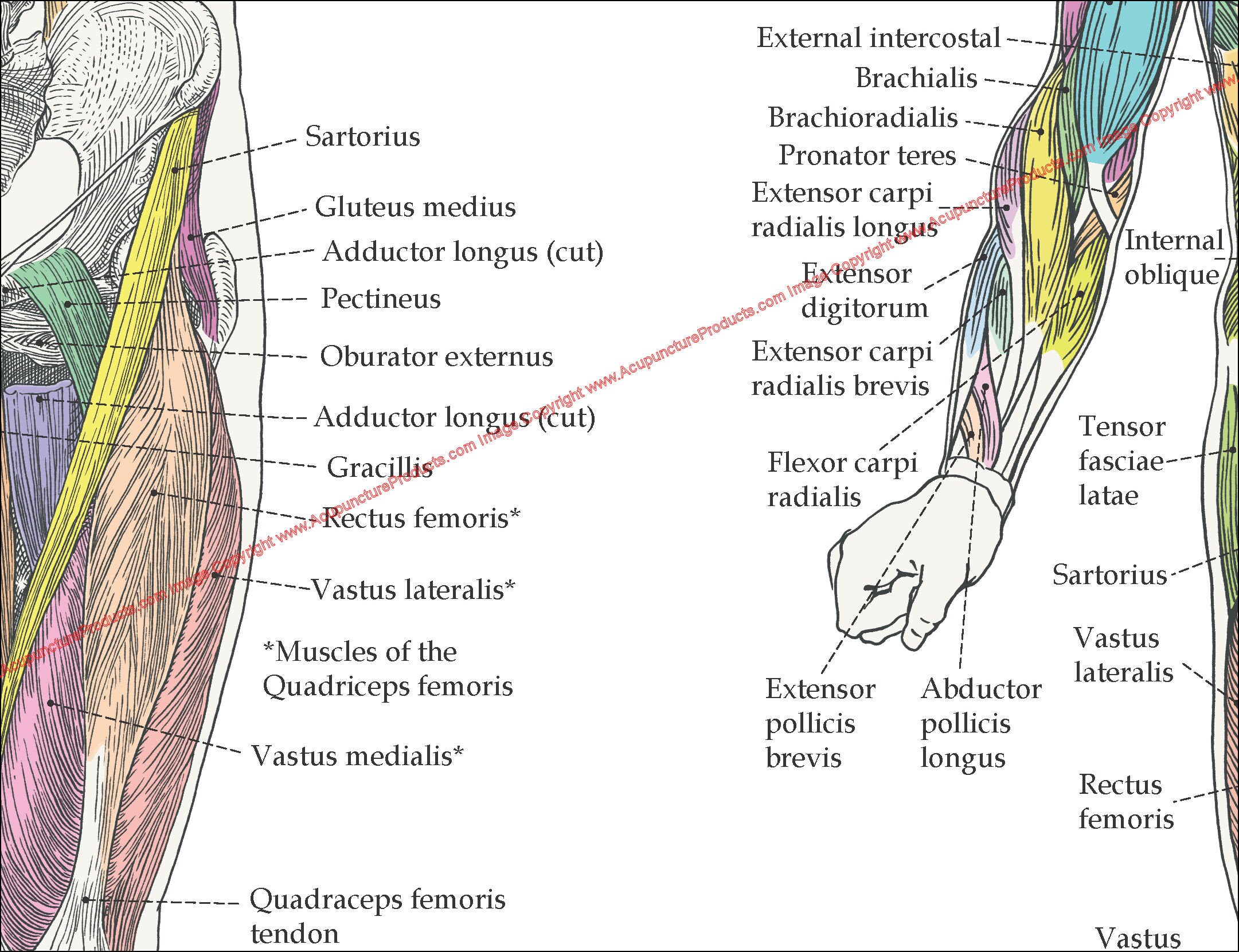 Human Muscle Anatomy Poster Anterior Posterior and Deep - Etsy Ireland