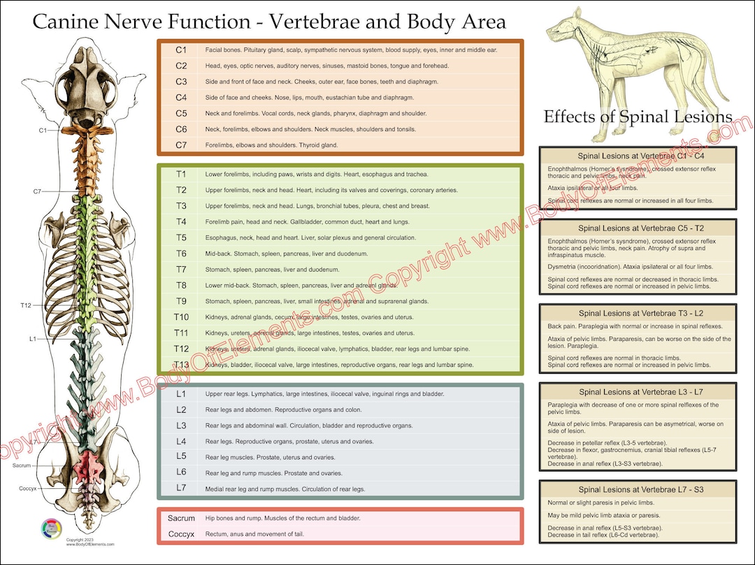 Dog Canine Spinal Nerve Function Poster 18" X 24" Veterinary Wall Chart ...
