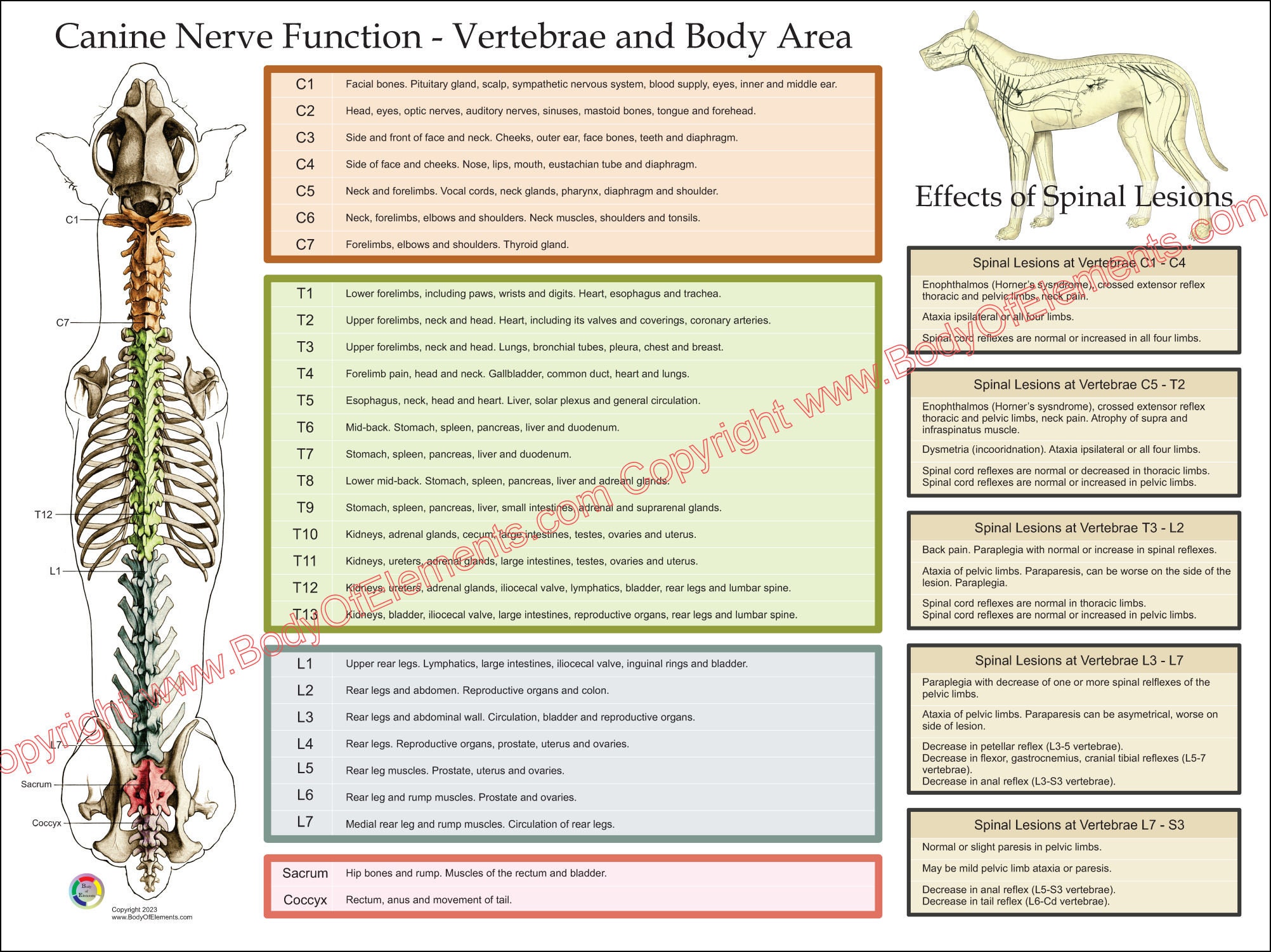 Canine Spine Diagram