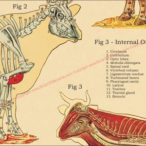 Cow Skeletal Muscle Vascular Internal Anatomy Poster 18" X 24" Bovine ...