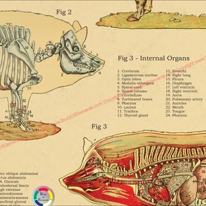 Pig Skeletal Muscle Internal Anatomy Poster Porcine Veterinary Wall ...