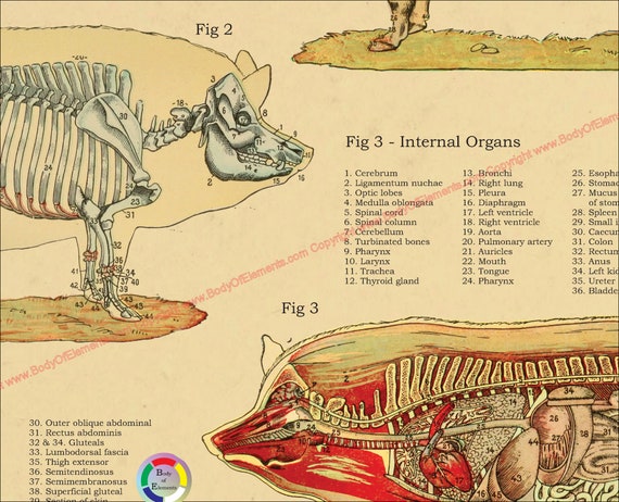Pig Skeleton Anatomy