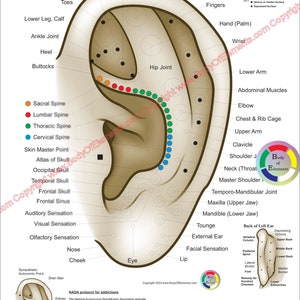 4 Auriculotherapy Ear Auricular Acupuncture Point Locations 18" X 24 ...