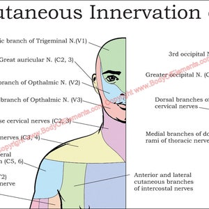 Cutaneous Innervation of Peripheral Nerves Chiropractic Poster Medical ...