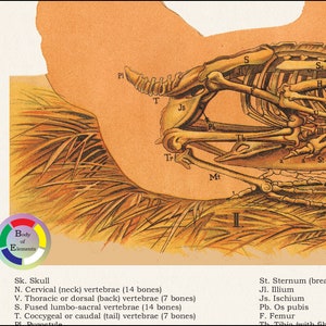 Chicken Hen Muscle Skeletal Anatomy Poster Veterinary Wall Chart Paper ...