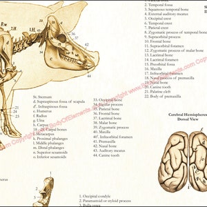 Pig Anatomy Poster Veterinary Anatomical Muscular Skeletal Wall Chart ...