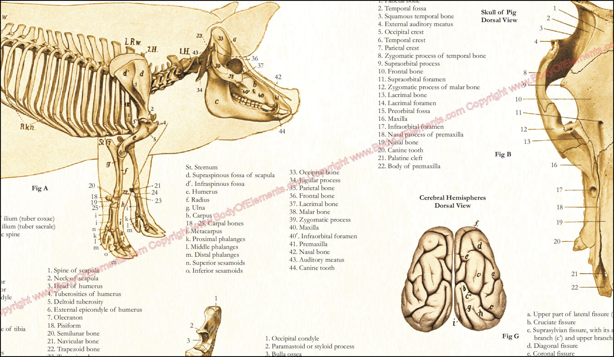 Pig Skeleton Diagram
