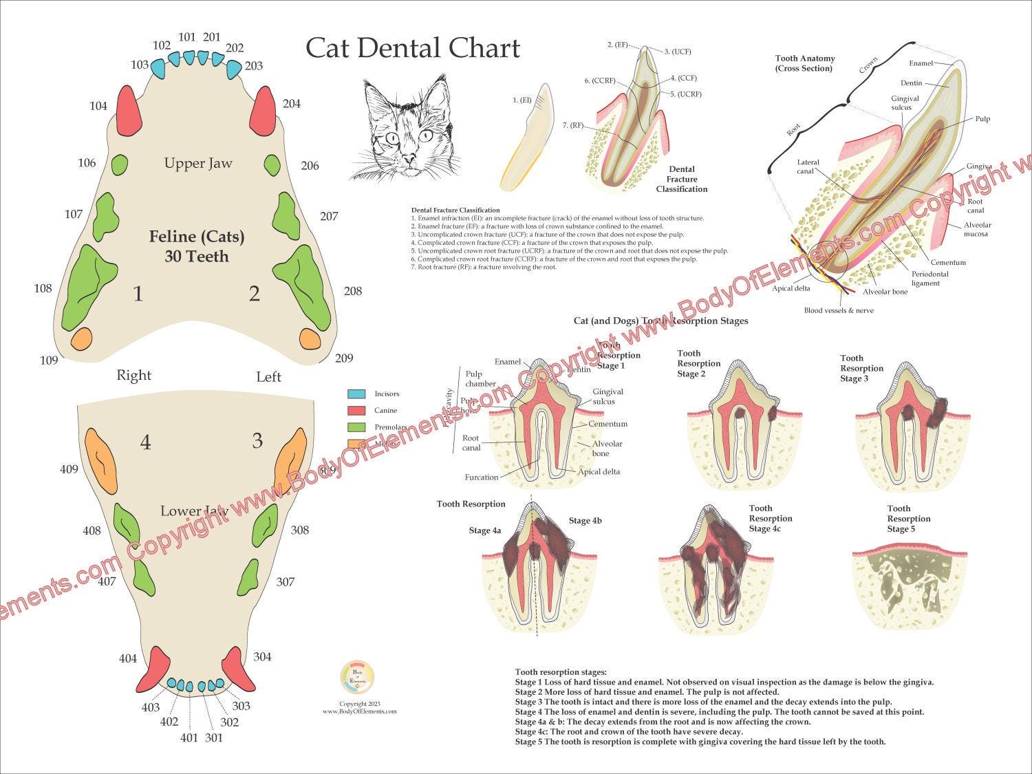 Feline Dental Anatomy Dental Disease