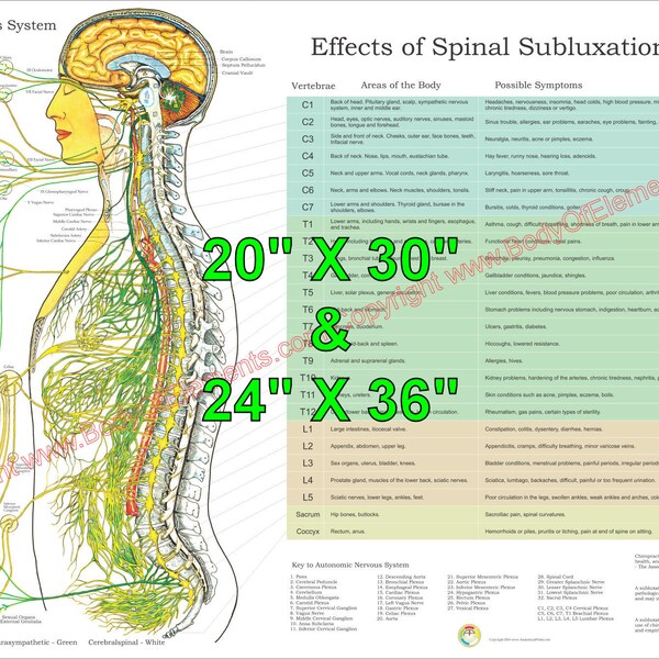 Spinal Innervation Chart - Etsy