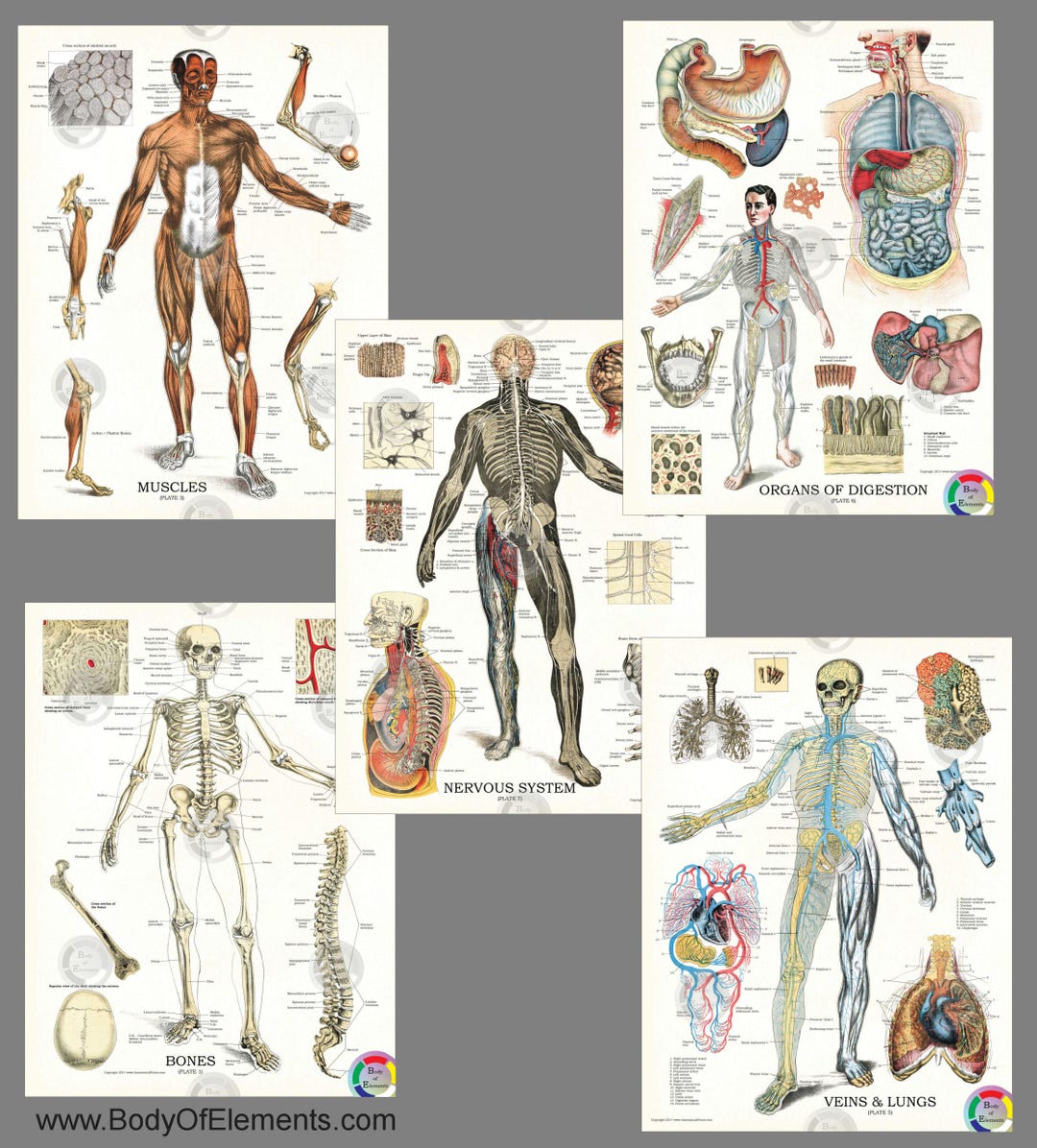 5 Human Anatomy Posters Muscles Skeleton Veins Lungs Internal Organs 18 ...