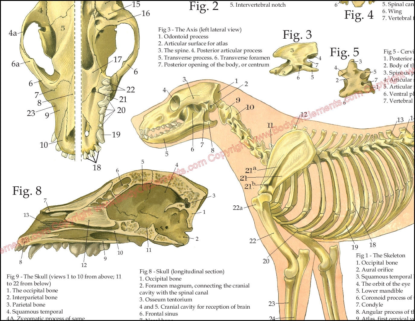 Occipital Protuberance Dog
