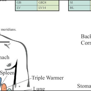 Shiatsu Chart of Acupuncture Meridians and Hara Diagnosis Poster 18" X ...